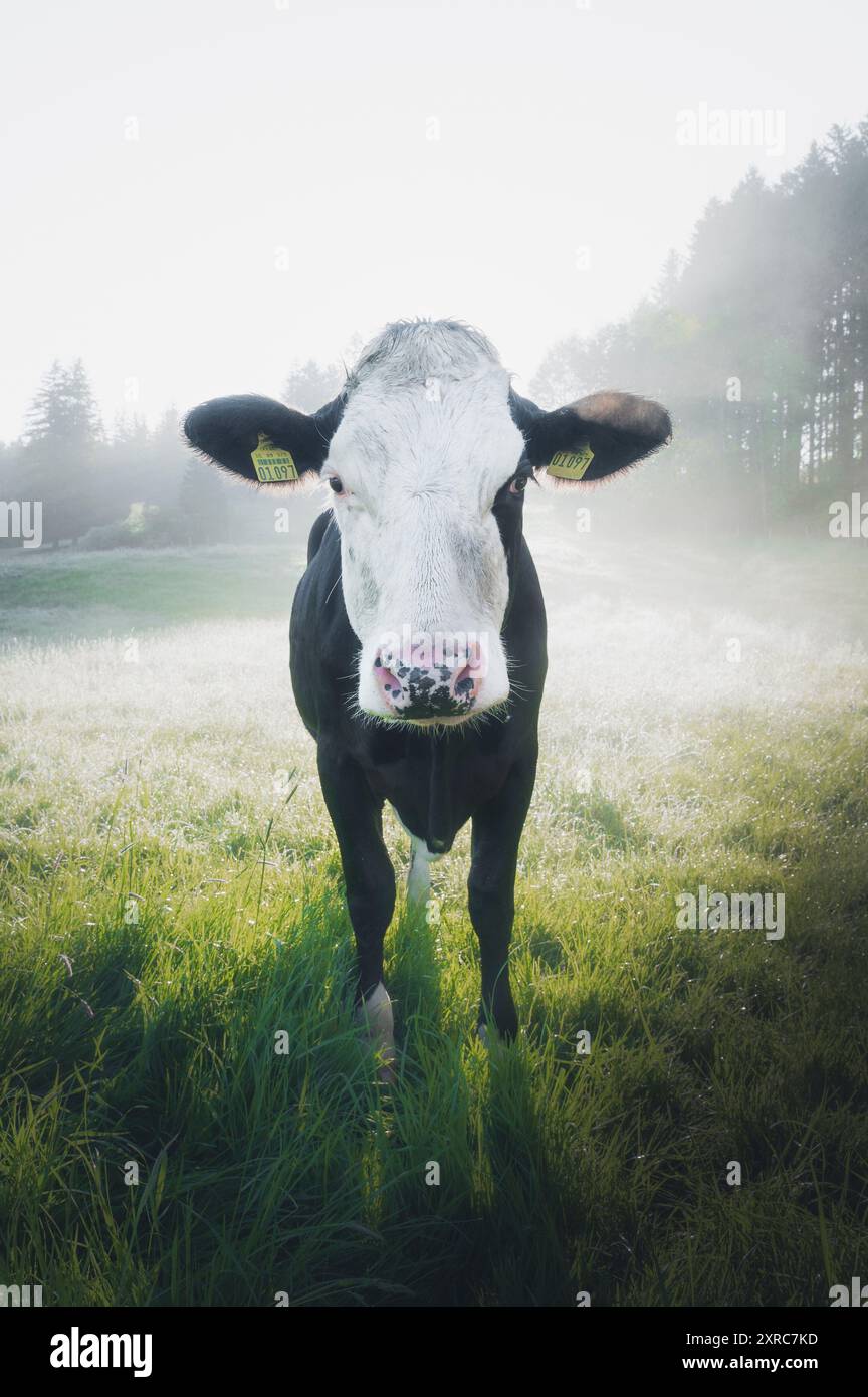 Portrait, front view of a white and black spotted cow against the light ...