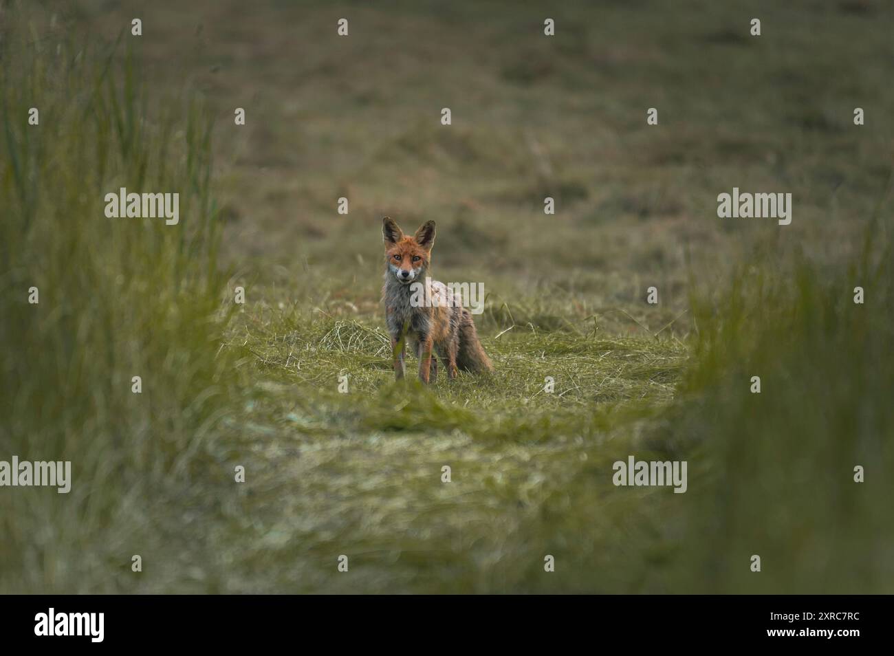 Red fox (Vulpes vulpes) hunting in a meadow in early summer. in the ...
