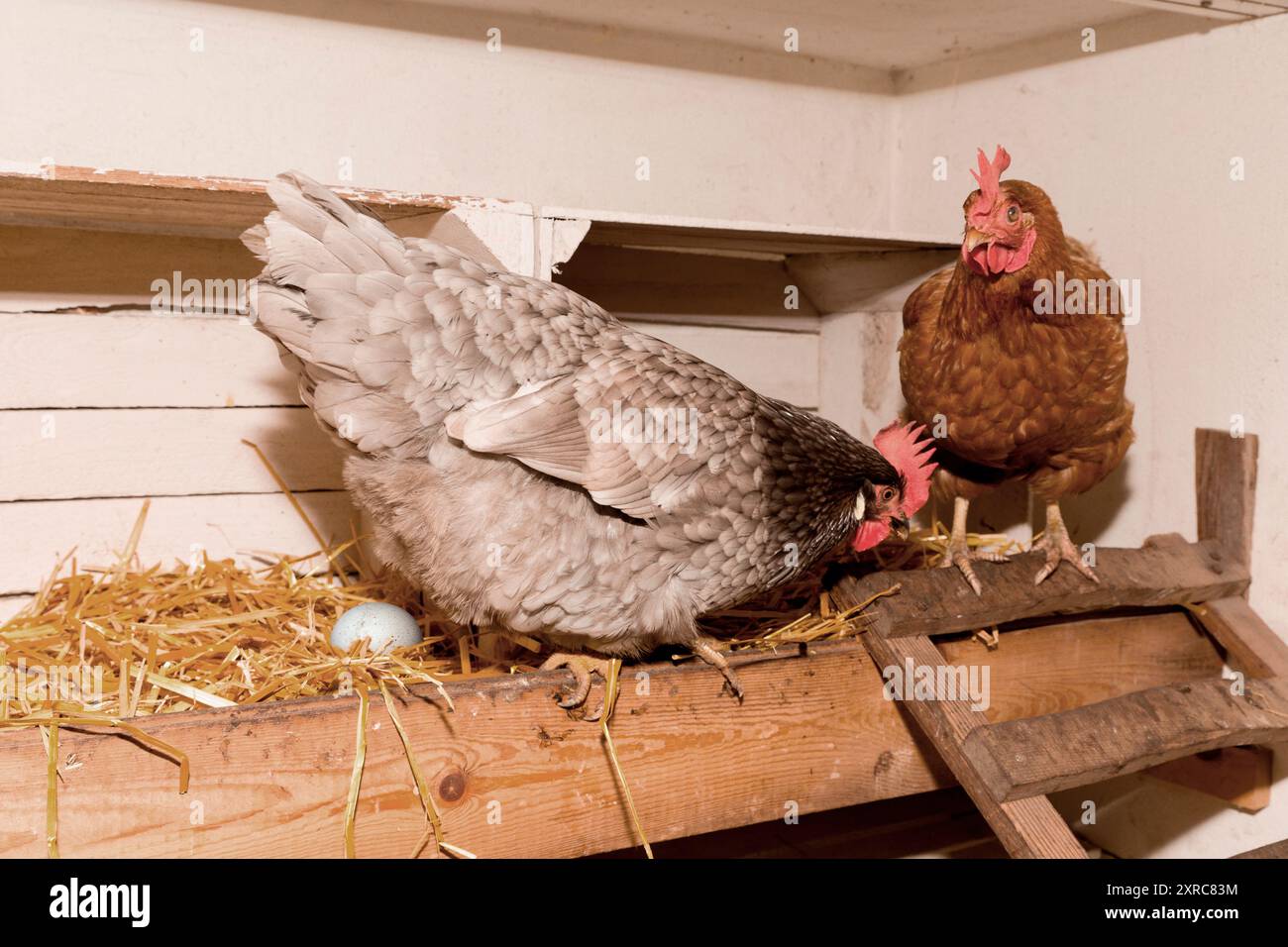 Domestic fowl (Gallus gallus domesticus Stock Photo - Alamy