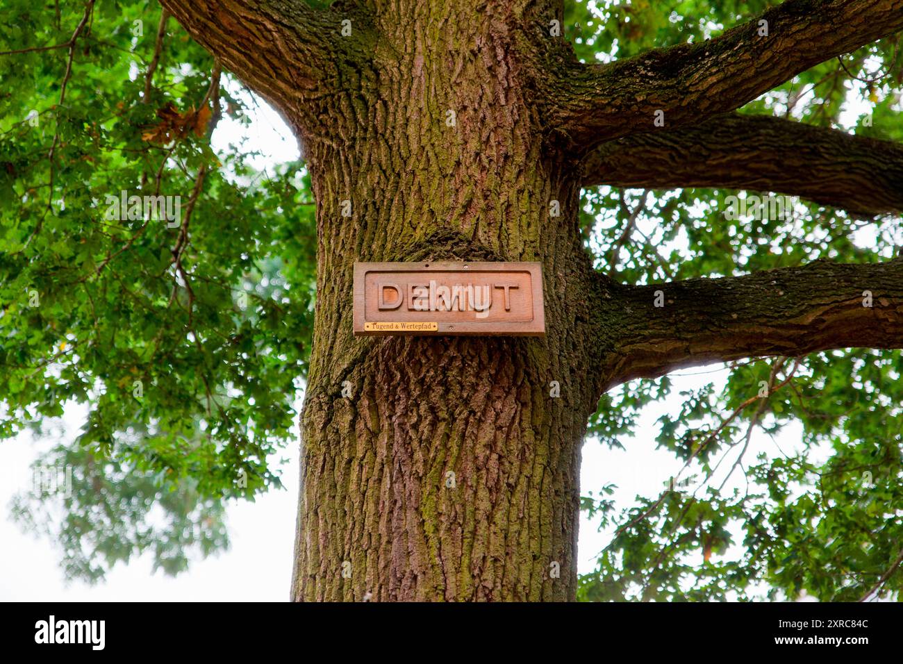Tree, "Humility" sign Stock Photo - Alamy