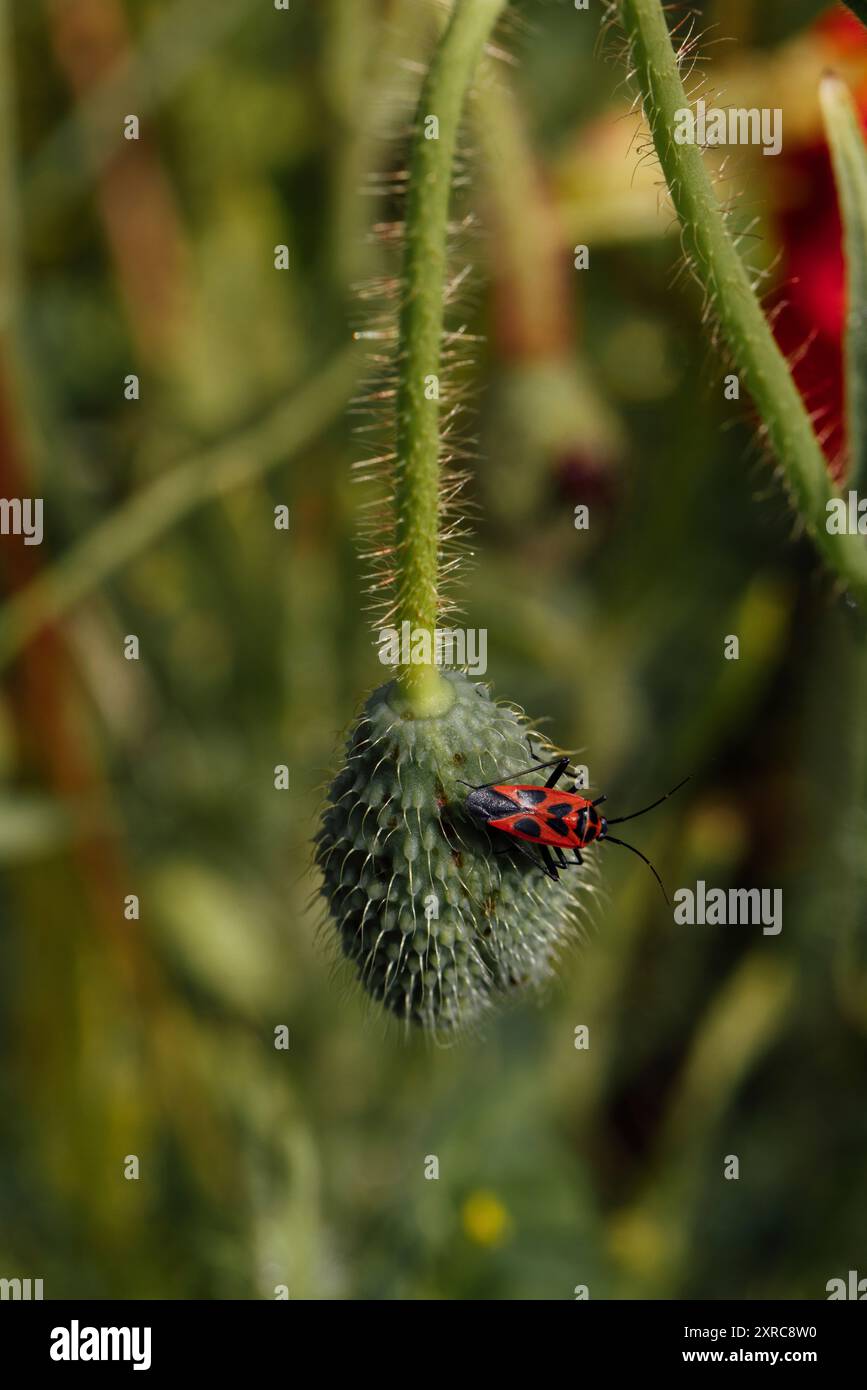 Fire bug on the bud of a still closed poppy flower Stock Photo - Alamy