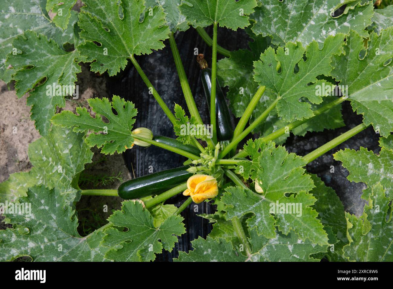 Flowering zucchini plant in hi-res stock photography and images - Alamy