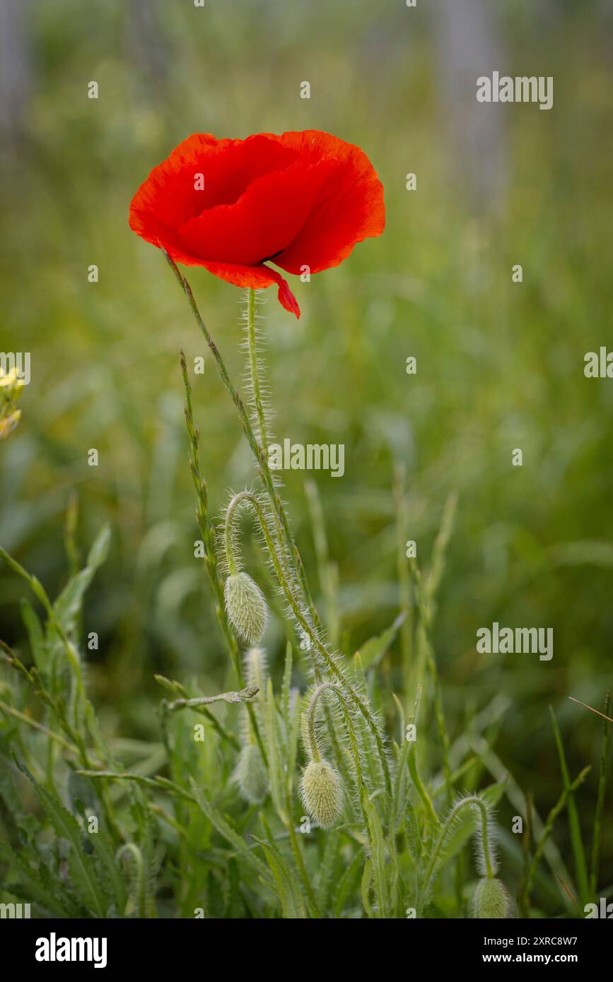 Single red poppy flower hi-res stock photography and images - Alamy