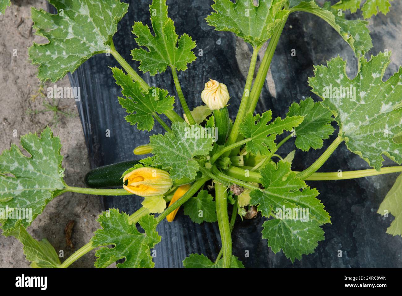 Outdoor cultivation of zucchini plants Stock Photo - Alamy