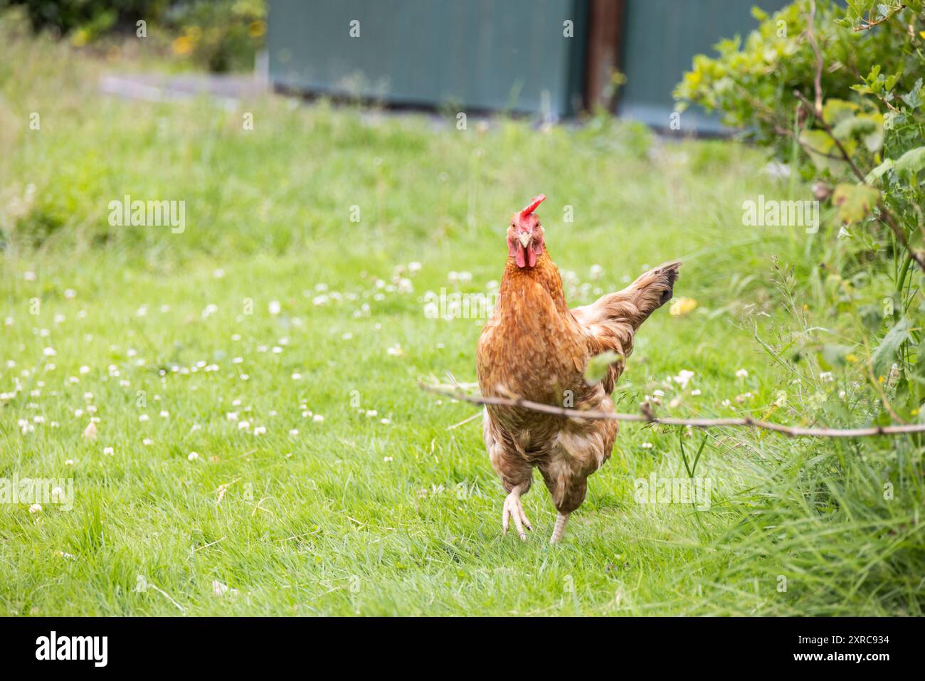 Single chicken in species-appropriate husbandry with free range Stock ...