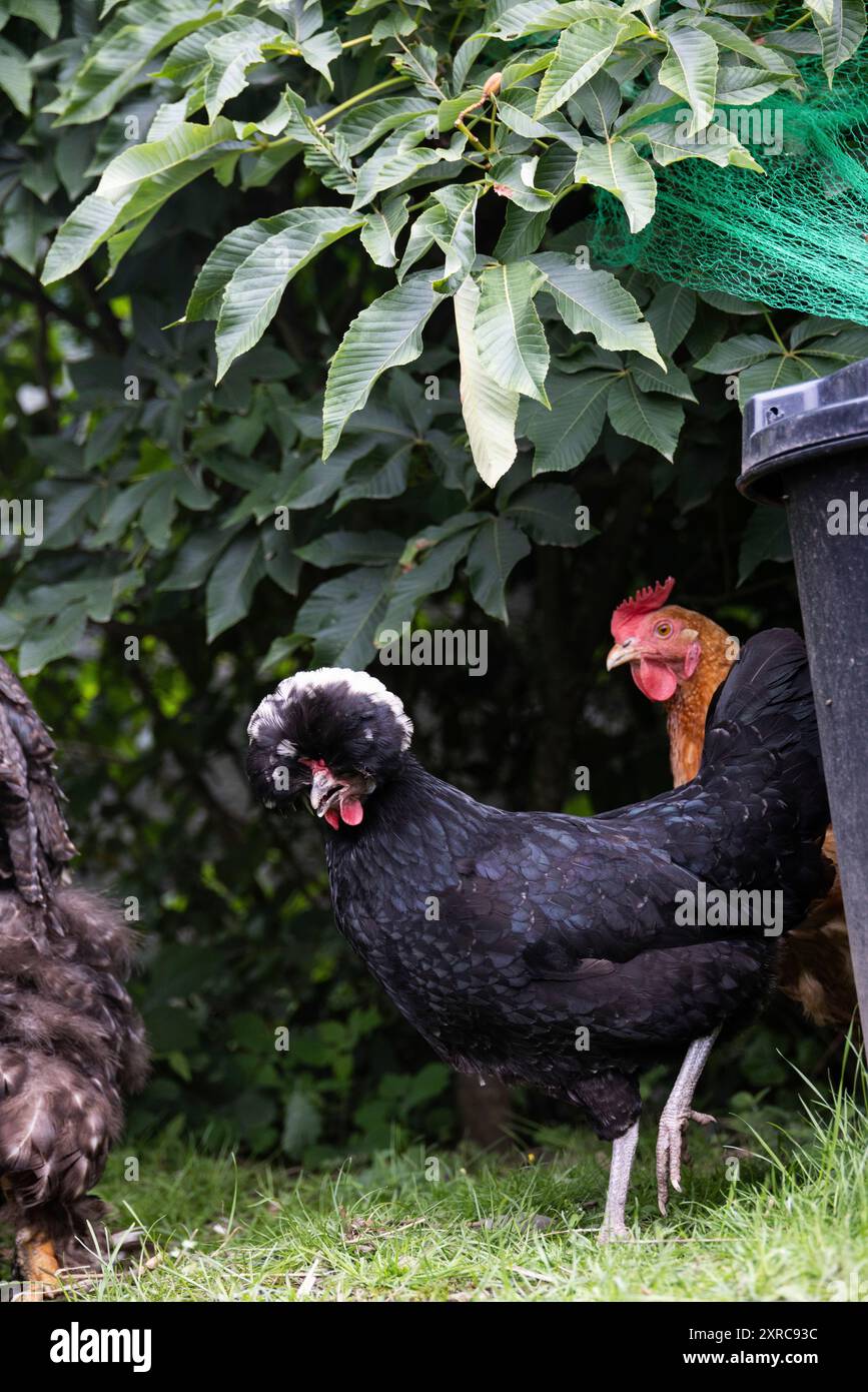 Hen enclosures hi-res stock photography and images - Alamy