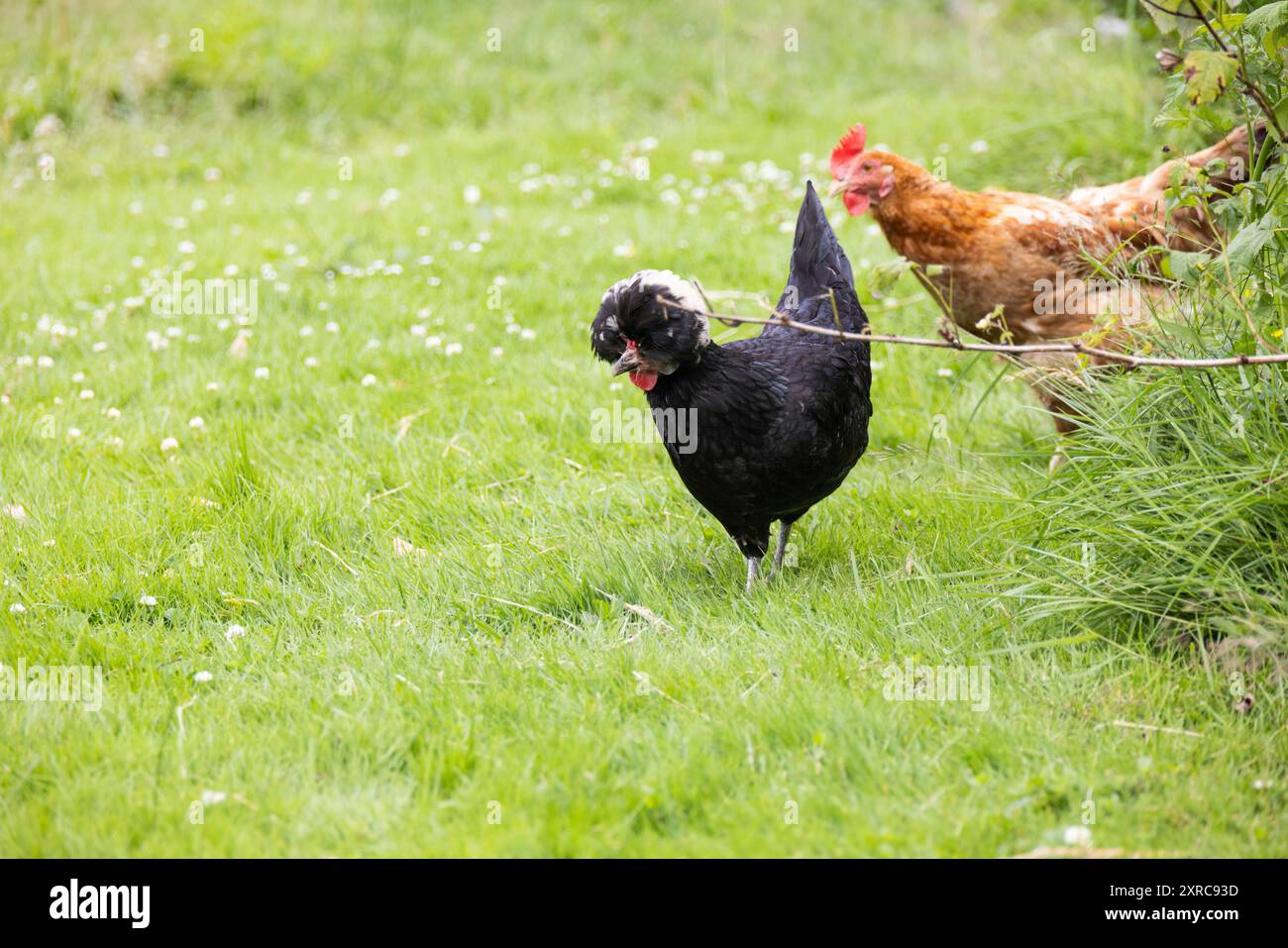 Animal-friendly keeping of chickens in your own garden Stock Photo - Alamy