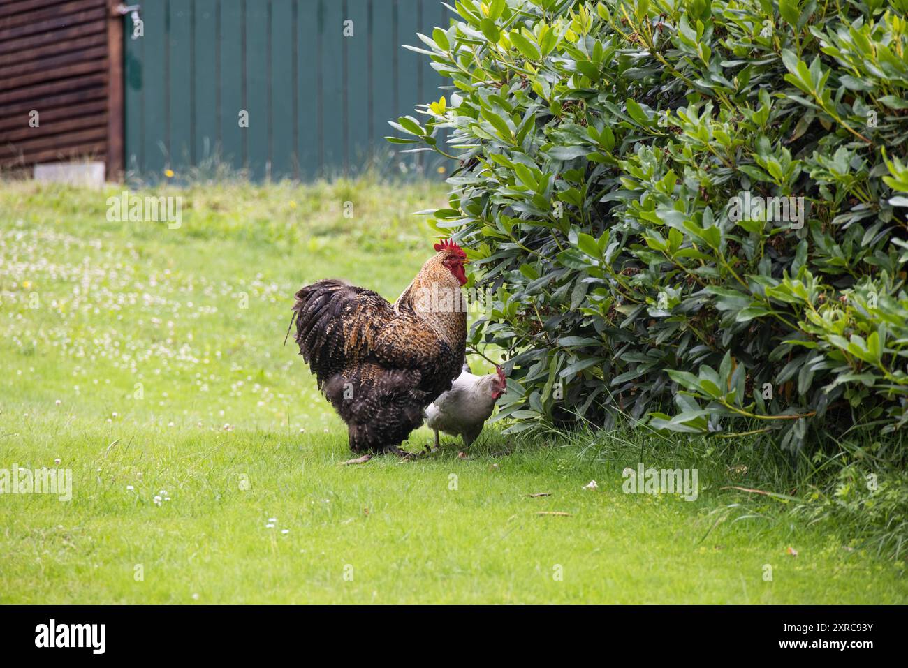 Species-appropriate chicken farming in your own garden in Germany Stock ...