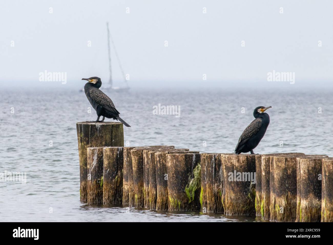 Wilde kormorane hi-res stock photography and images - Alamy