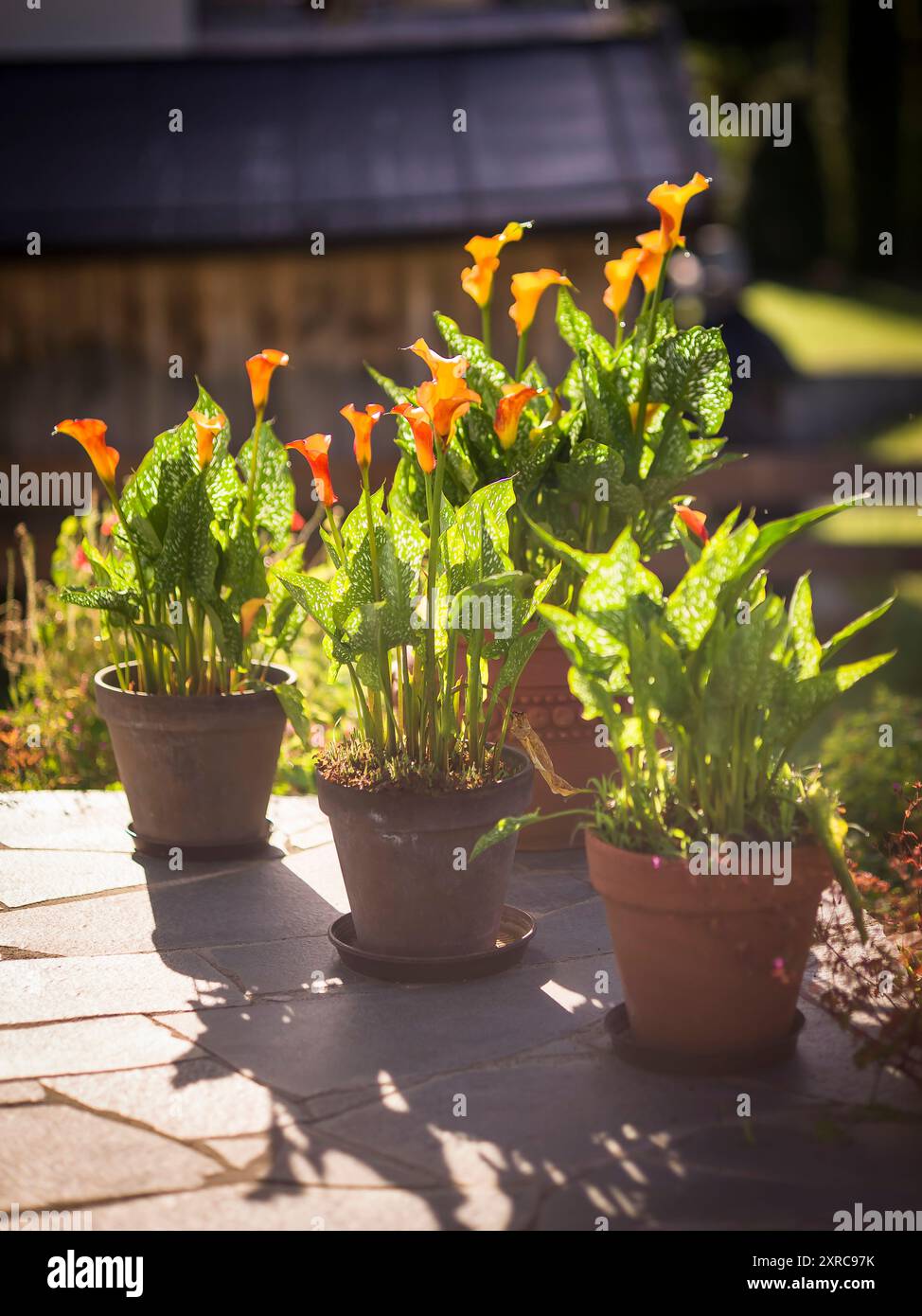 Garden, flower pots, still life Stock Photo - Alamy