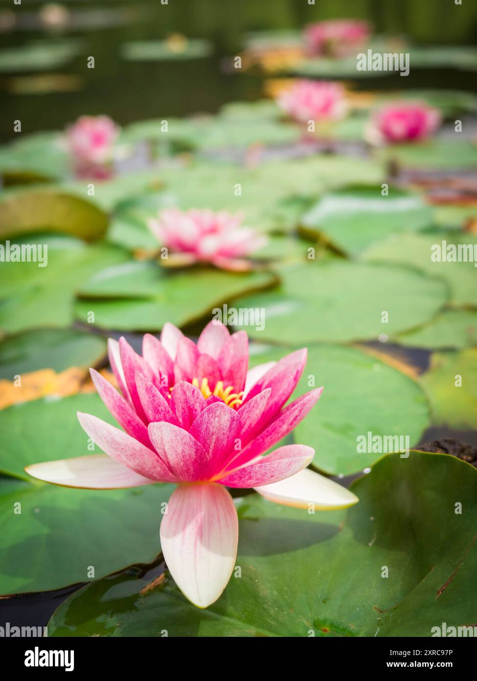 Water plants, pink water lilies Stock Photo - Alamy