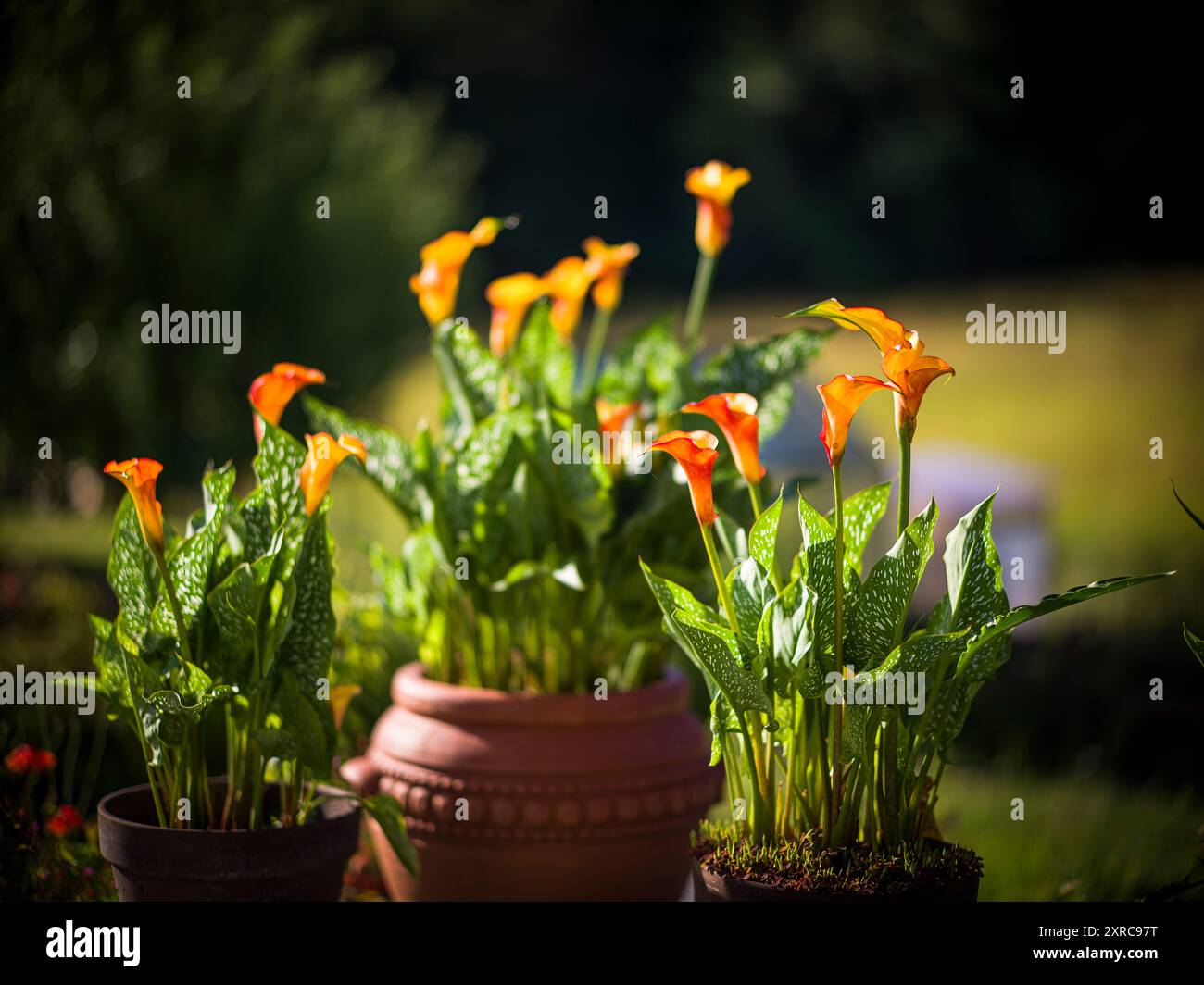Garden flower pots hi-res stock photography and images - Alamy