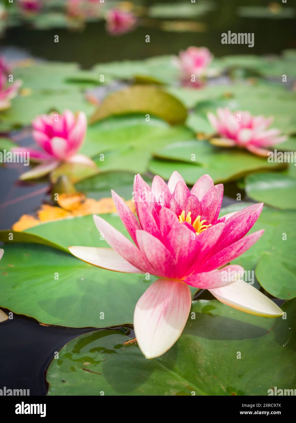 Plants pink hi-res stock photography and images - Alamy