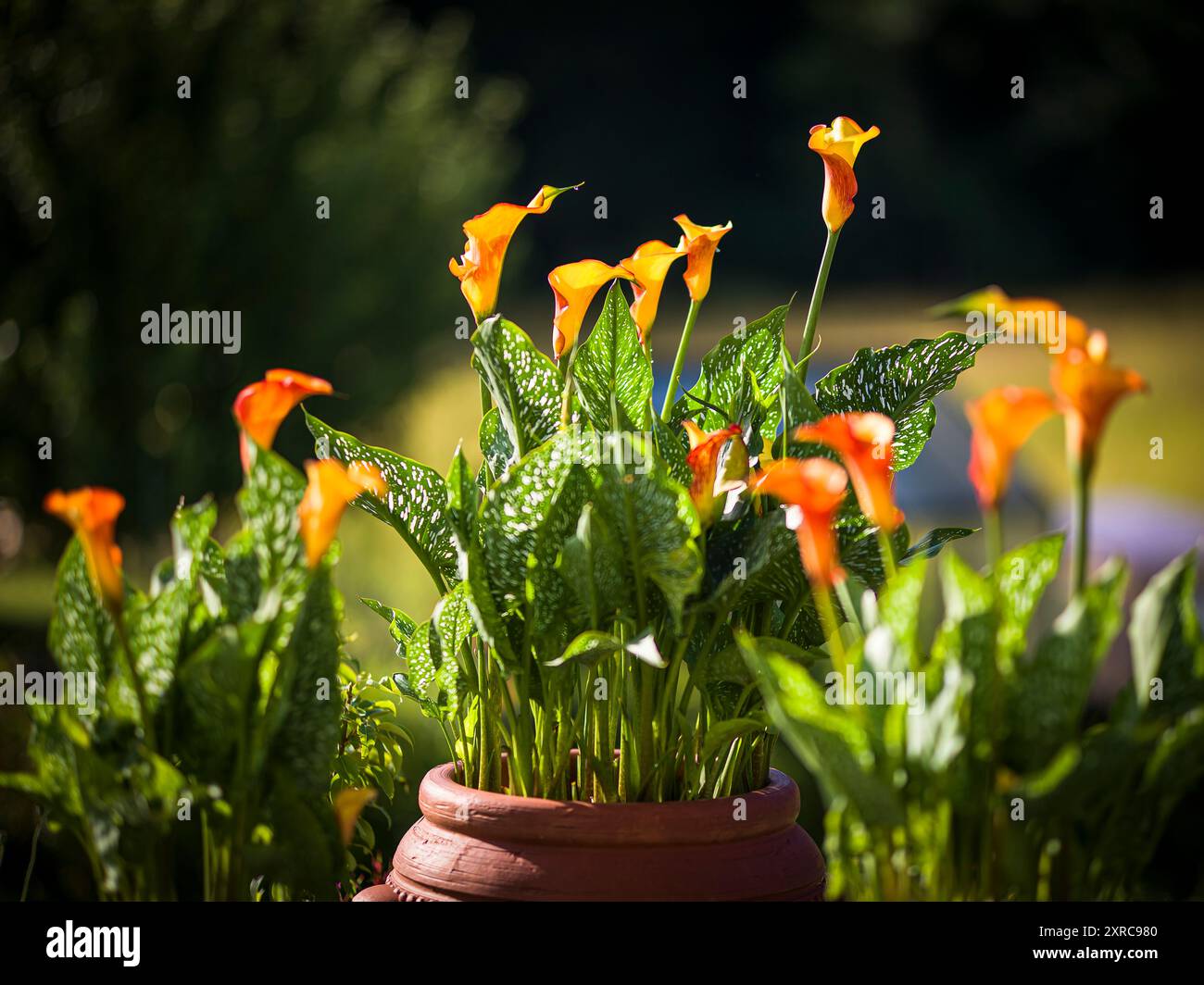 Garden, flower pots, still life Stock Photo - Alamy