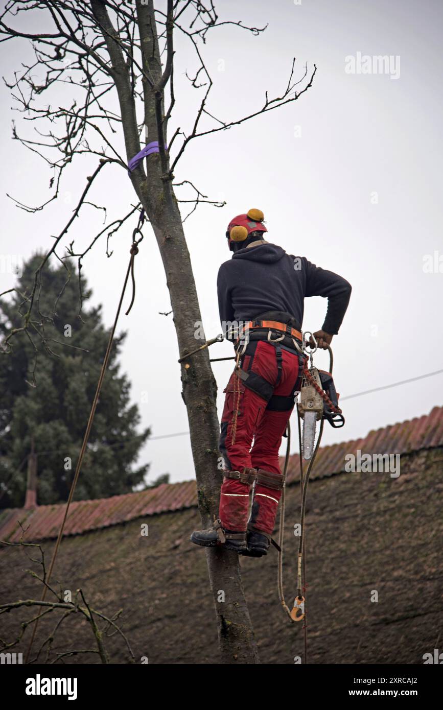 tree felling, tree climbers, wood, firewood, tree care Stock Photo - Alamy