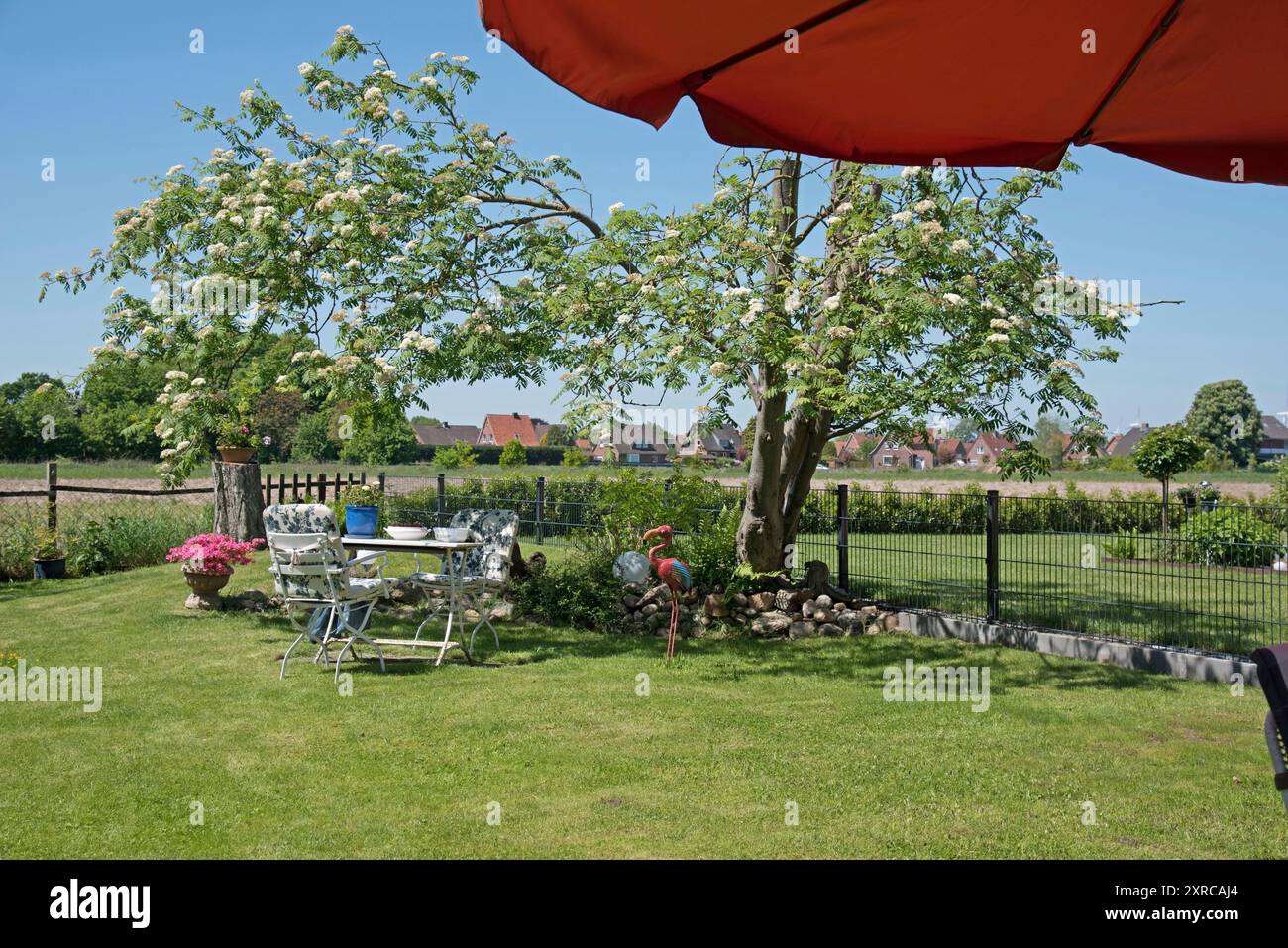 Mountain ash tree flowers hi-res stock photography and images - Alamy