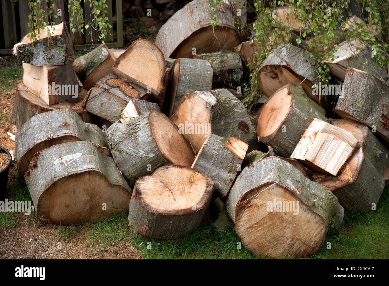 tree felling, wood, firewood, oak wood, tree slices, wood pile Stock ...