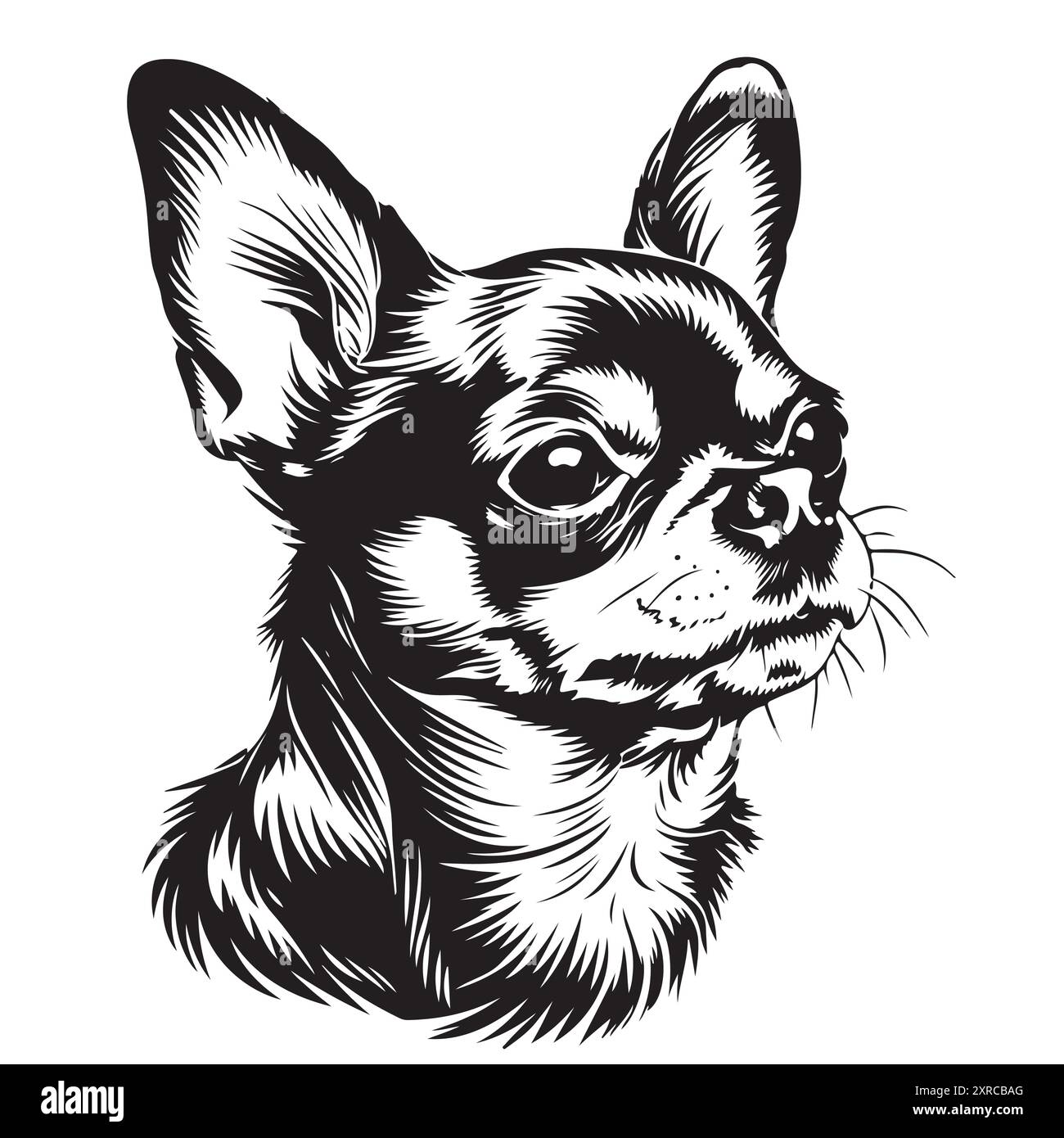 Chihuahua portrait dog hand drawn sketch Pets Vector illustration Stock ...