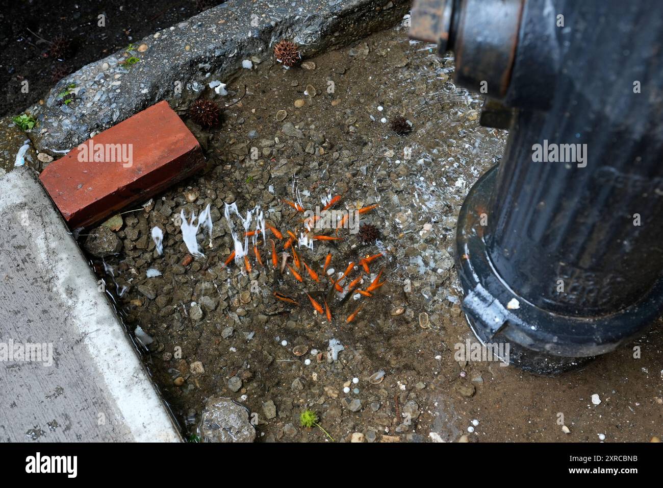 Fish swim in a pool of water next to a fire hydrant in the Brooklyn ...