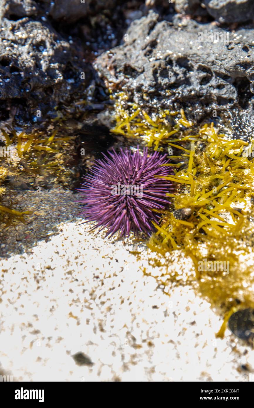 Sea urchins on rocks hi-res stock photography and images - Alamy