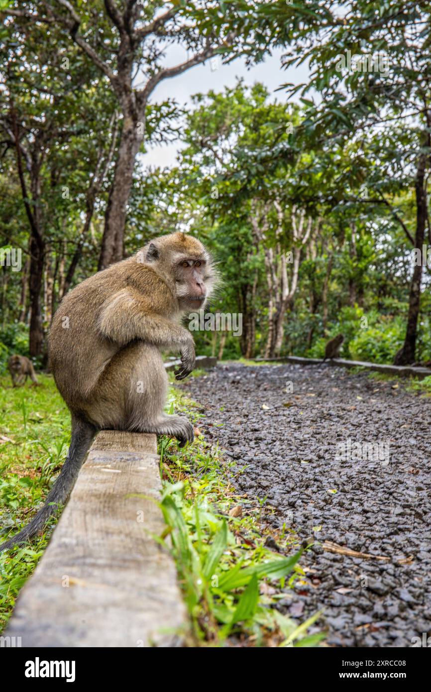Viewpoint with a view into the jungle, tropical vegetation as far as ...