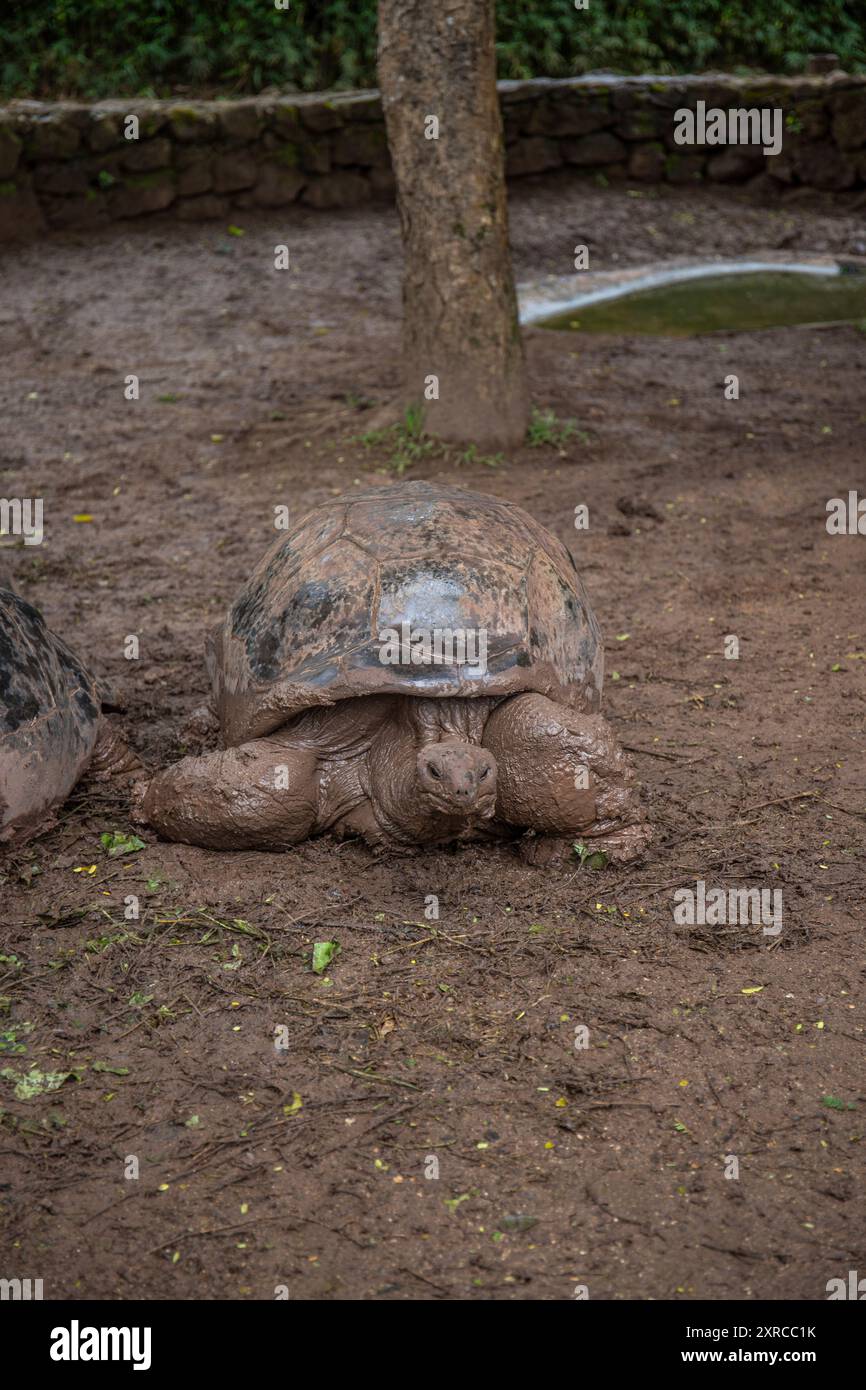 Giant tortoise in Mauritius Stock Photo - Alamy