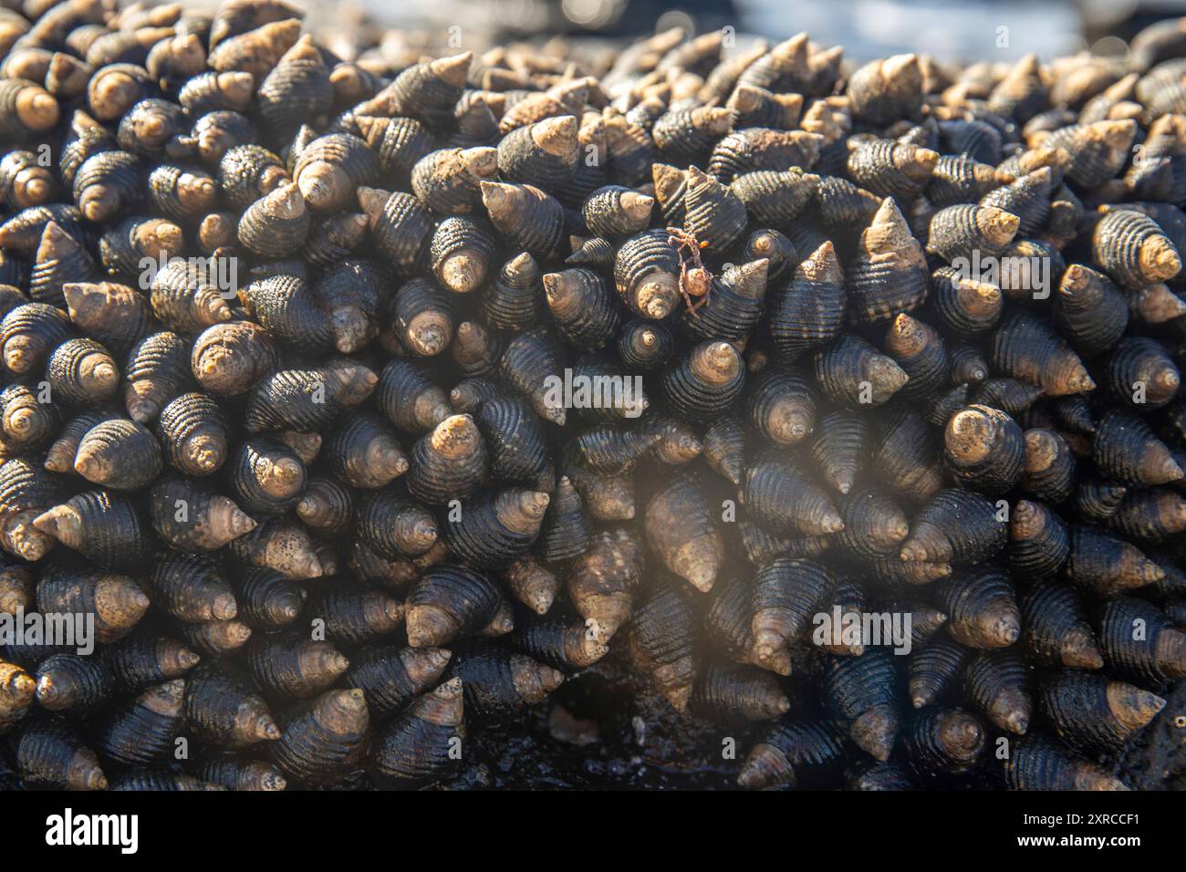 Many low hi-res stock photography and images - Alamy