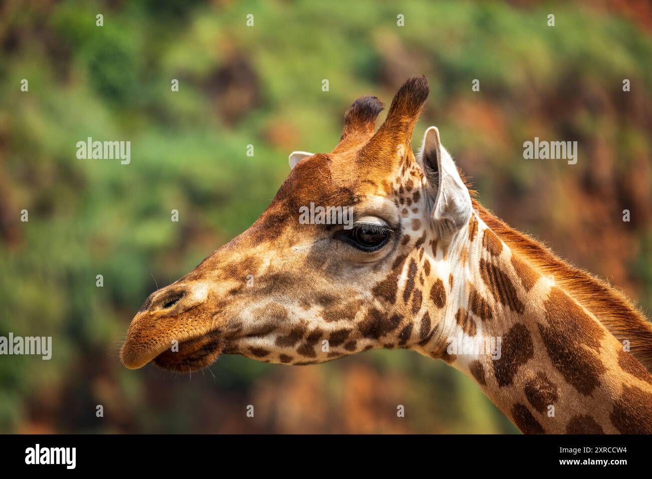 Detail of a giraffe's head looking in profile against a blurred green ...