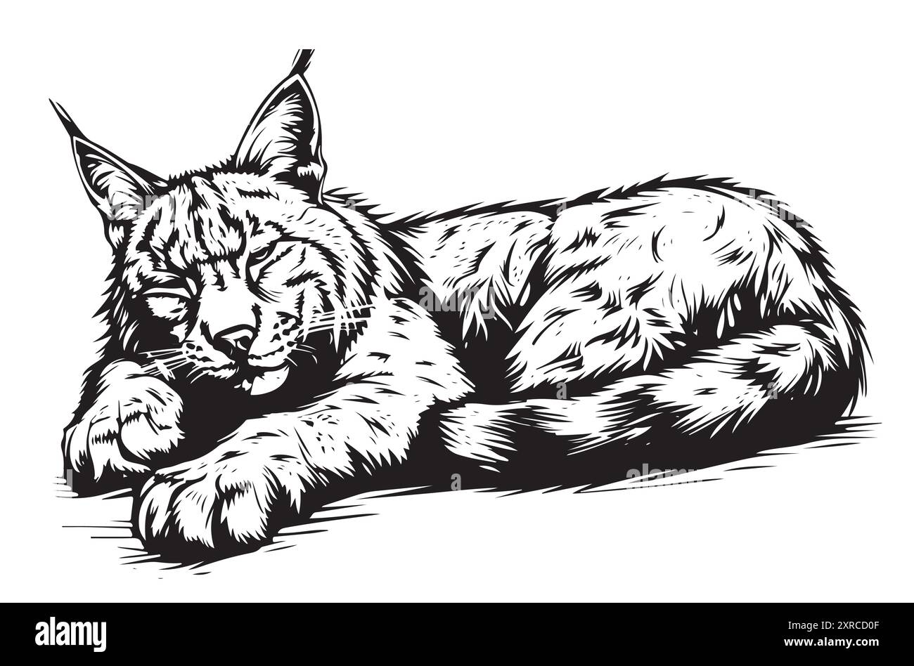 Lynx sleeping . Sketch, drawn, graphic portrait of a lynx on a white ...