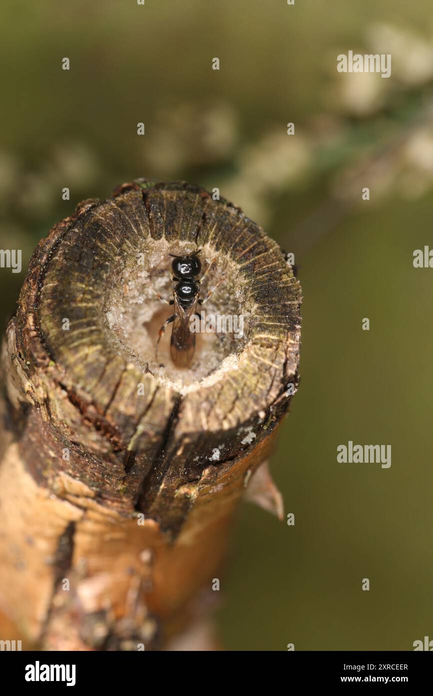 Common slender digger wasp (Rhopalum coarctatum) at the nest entrance ...