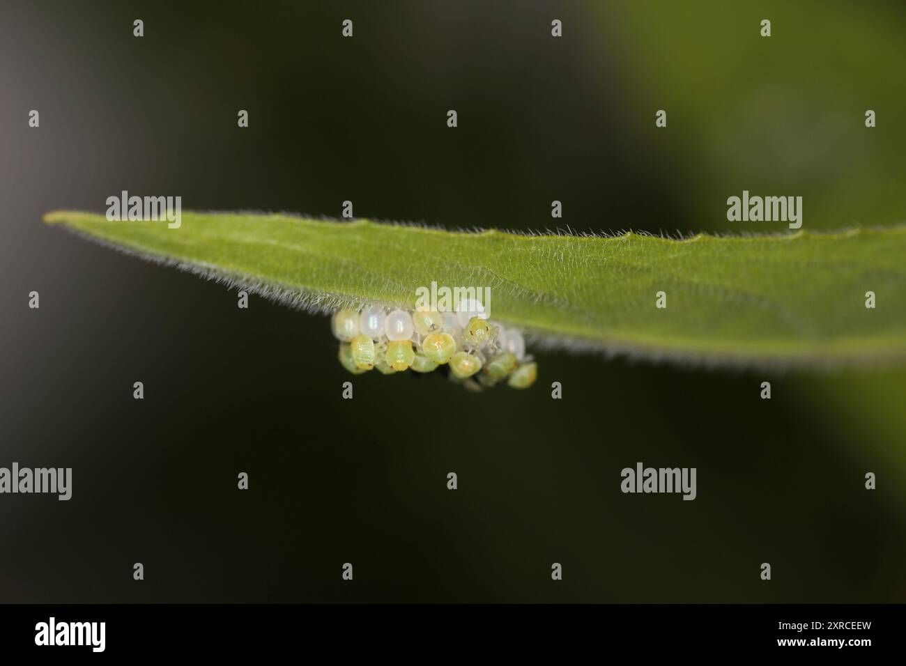 Green stink bugs (Palomena prasina) hatching from the clutch Stock ...