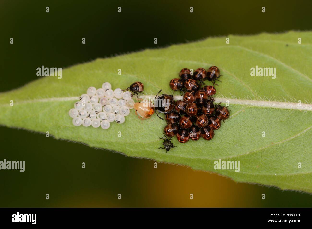 First larval stage of the green stink bug (Palomena prasina) moulting ...