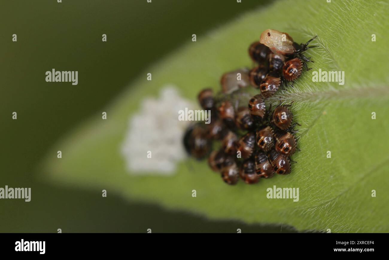 First larval stage of the green stink bug (Palomena prasina) moulting ...