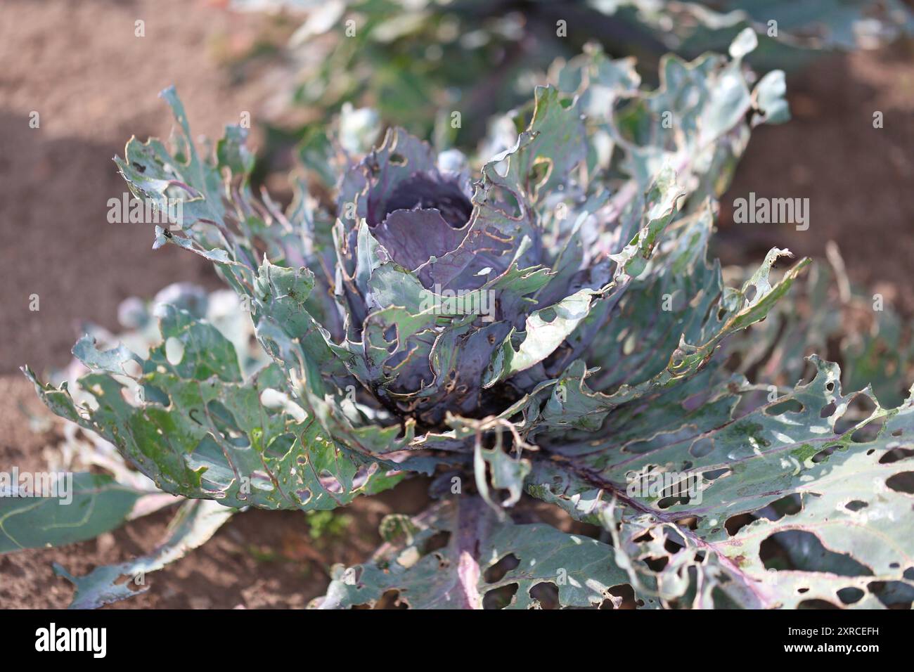 Feeding damage to red cabbage, slug damage Stock Photo - Alamy