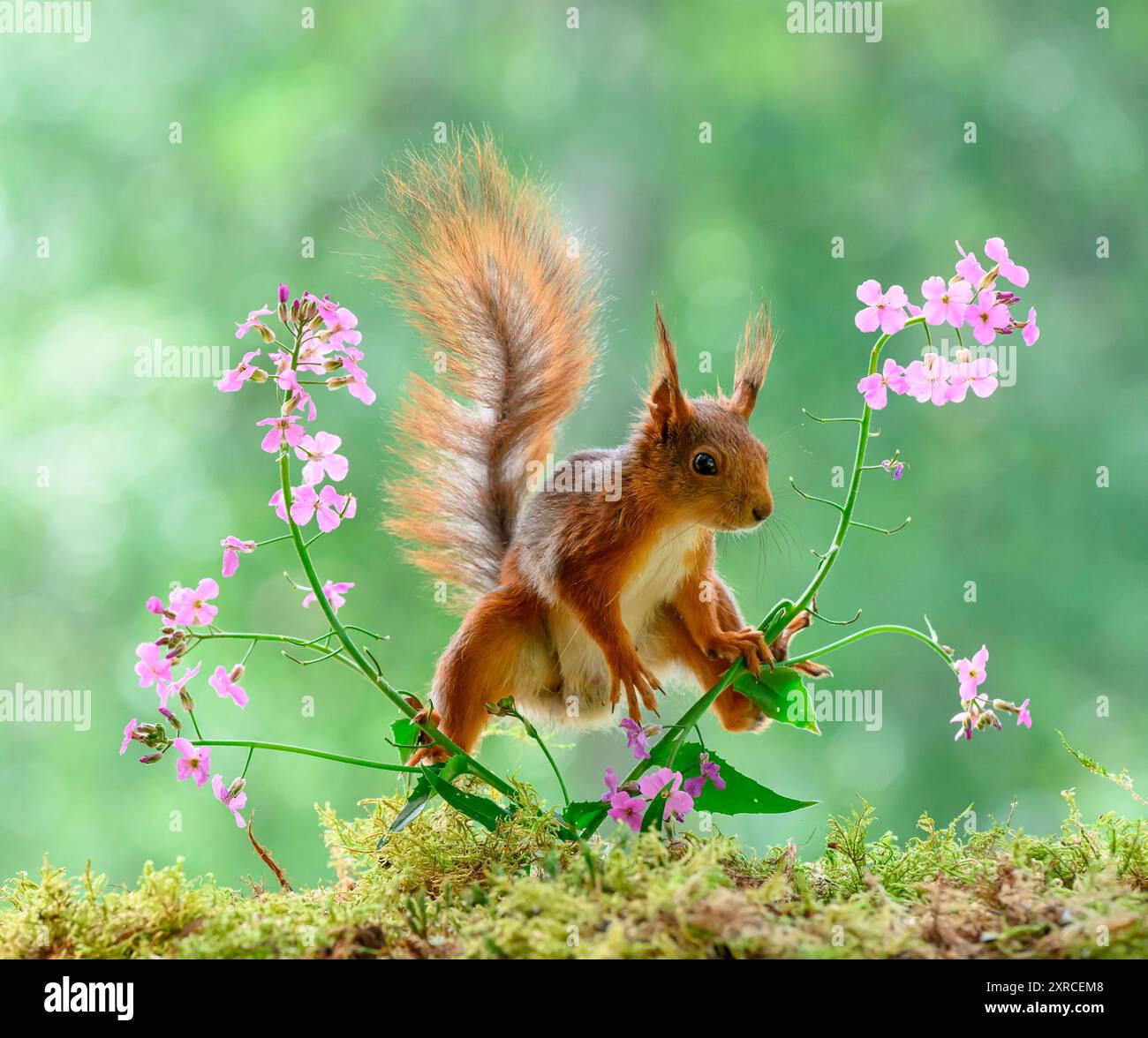 Red Squirrel between Hesperis matronalis flowers Stock Photo - Alamy
