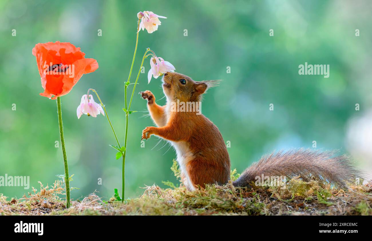 Red Squirrel is smelling Aquilegia flowers Stock Photo - Alamy