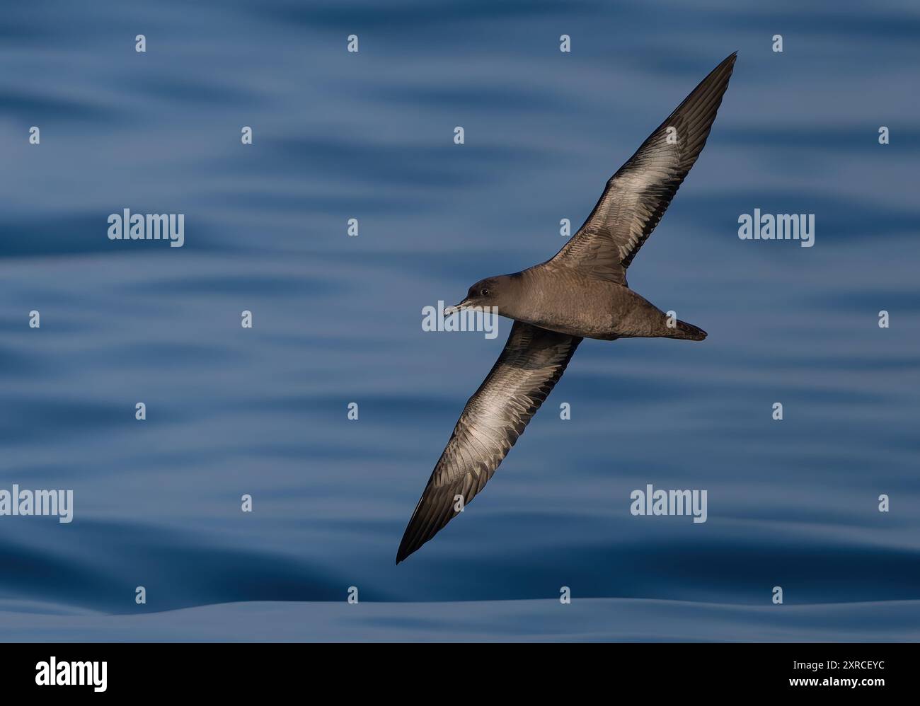 Sooty shearwater, Puffinus griseus, single bird in flight at sea ...