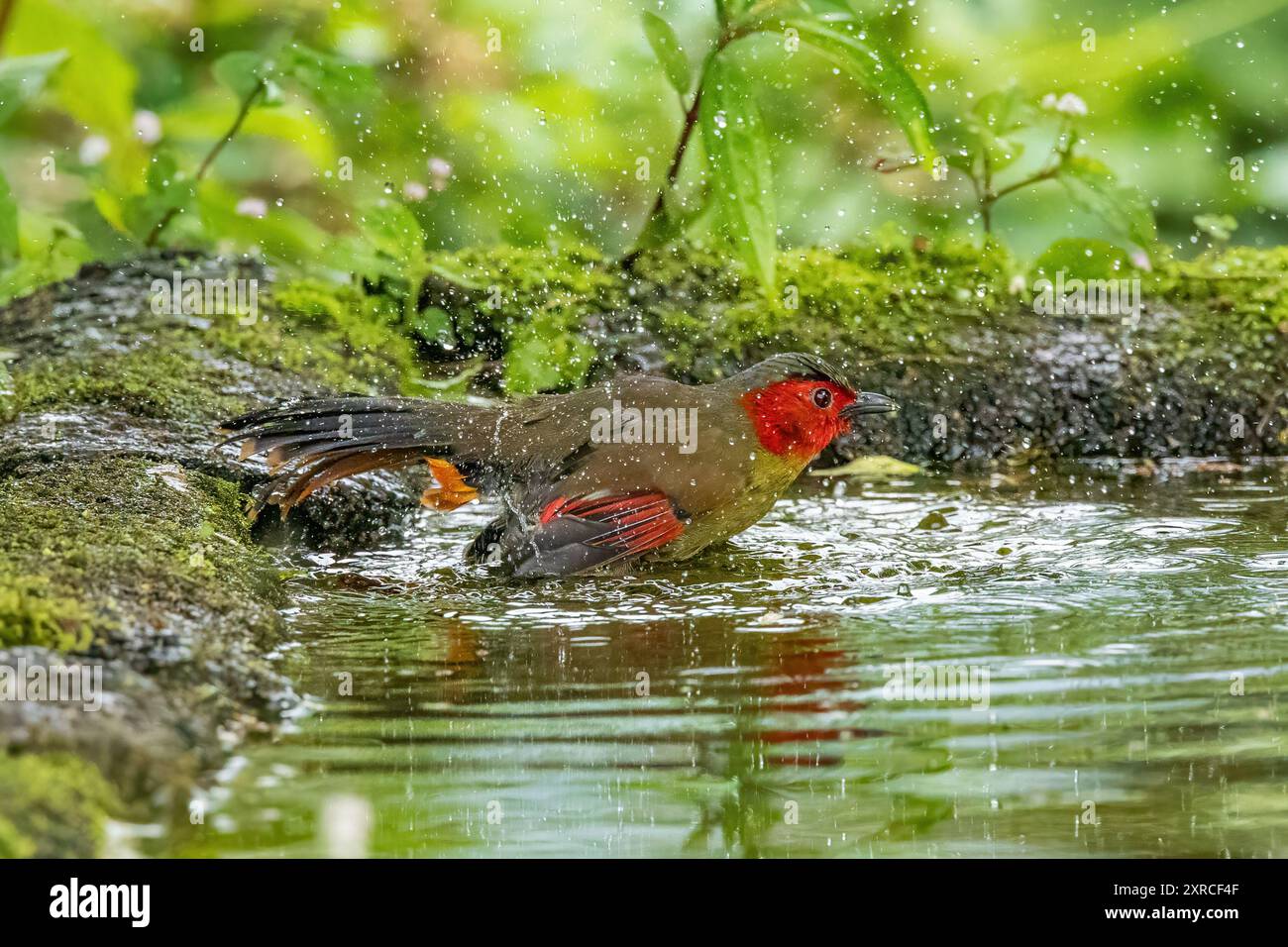 Scarlet-faced liocichla bathing Stock Photo - Alamy