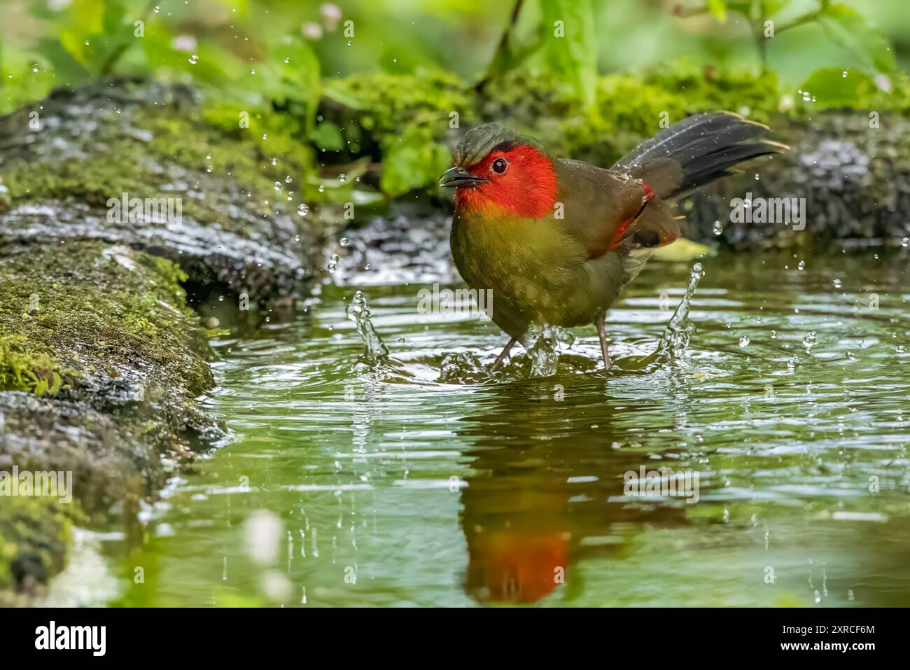 Scarlet-faced liocichla in pond Stock Photo - Alamy