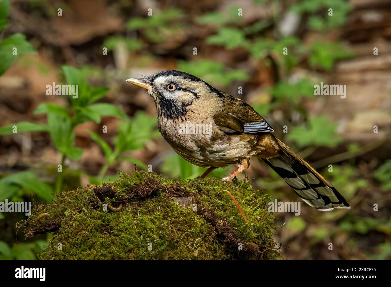 Moustached laughingthrush hi-res stock photography and images - Alamy