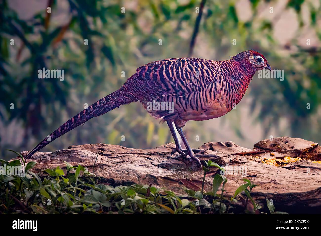Female Lady Amherst's pheasant Stock Photo - Alamy