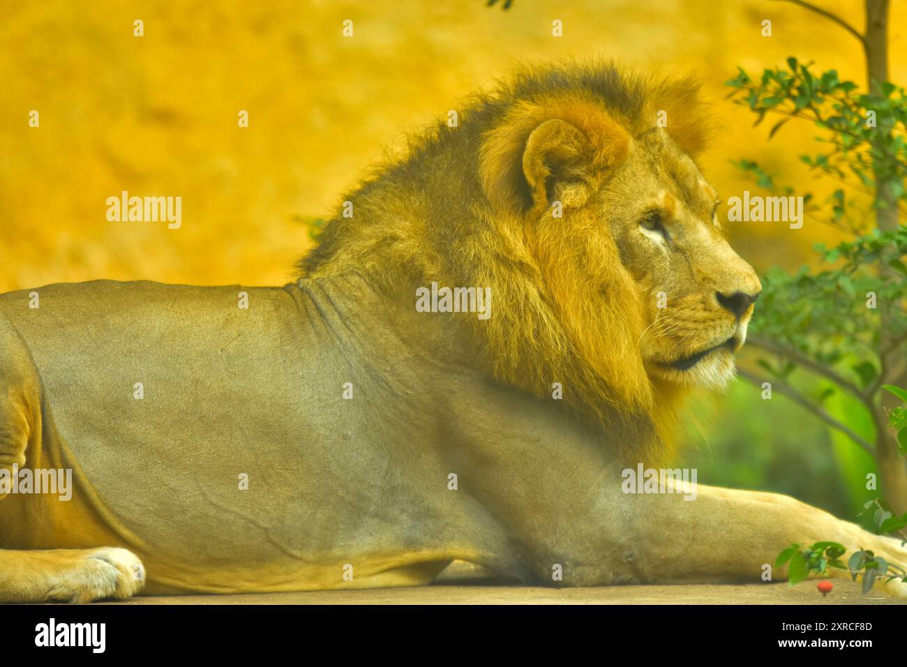 Male lion in zoo hi-res stock photography and images - Alamy