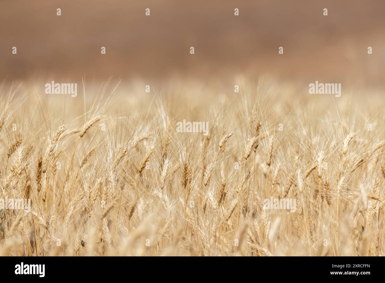 Las Cabezas de San Juan, Seville Province, Andalusia, Spain. Golden ...