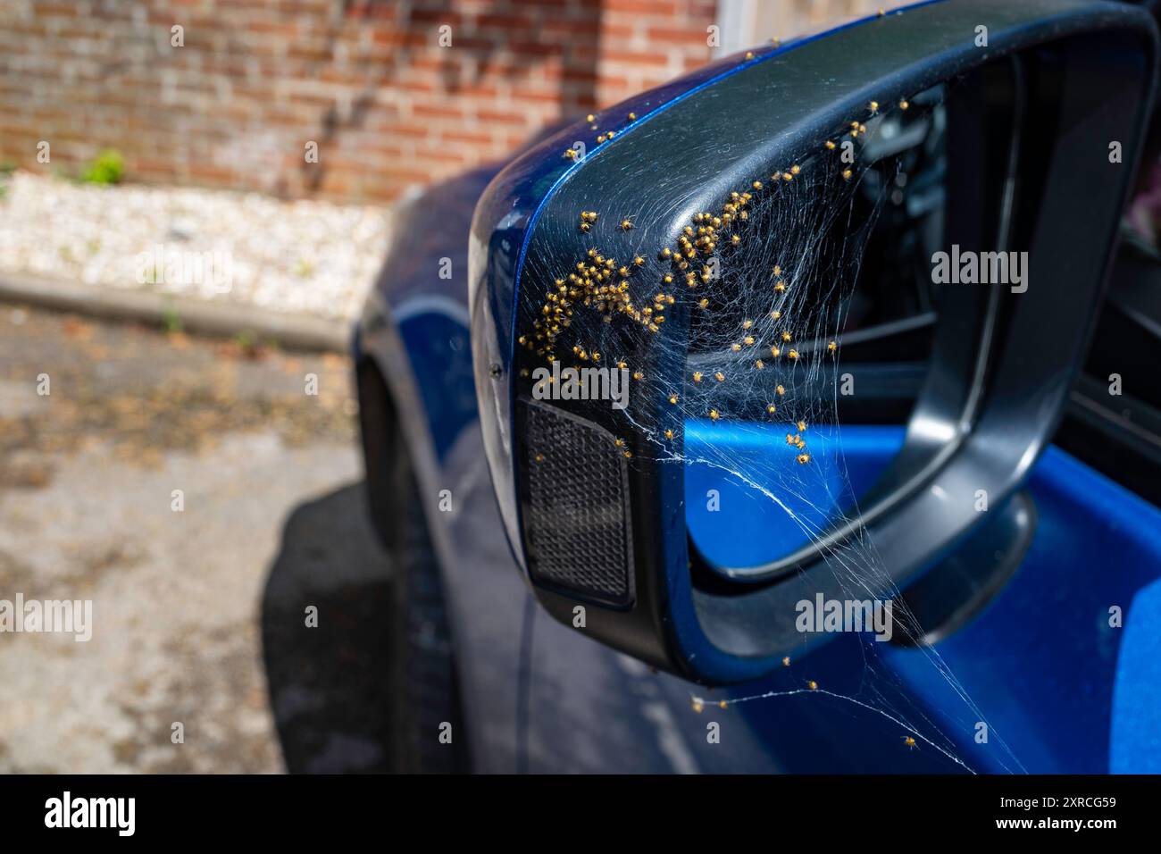 Baby spiders living in a car wing mirror Stock Photo - Alamy