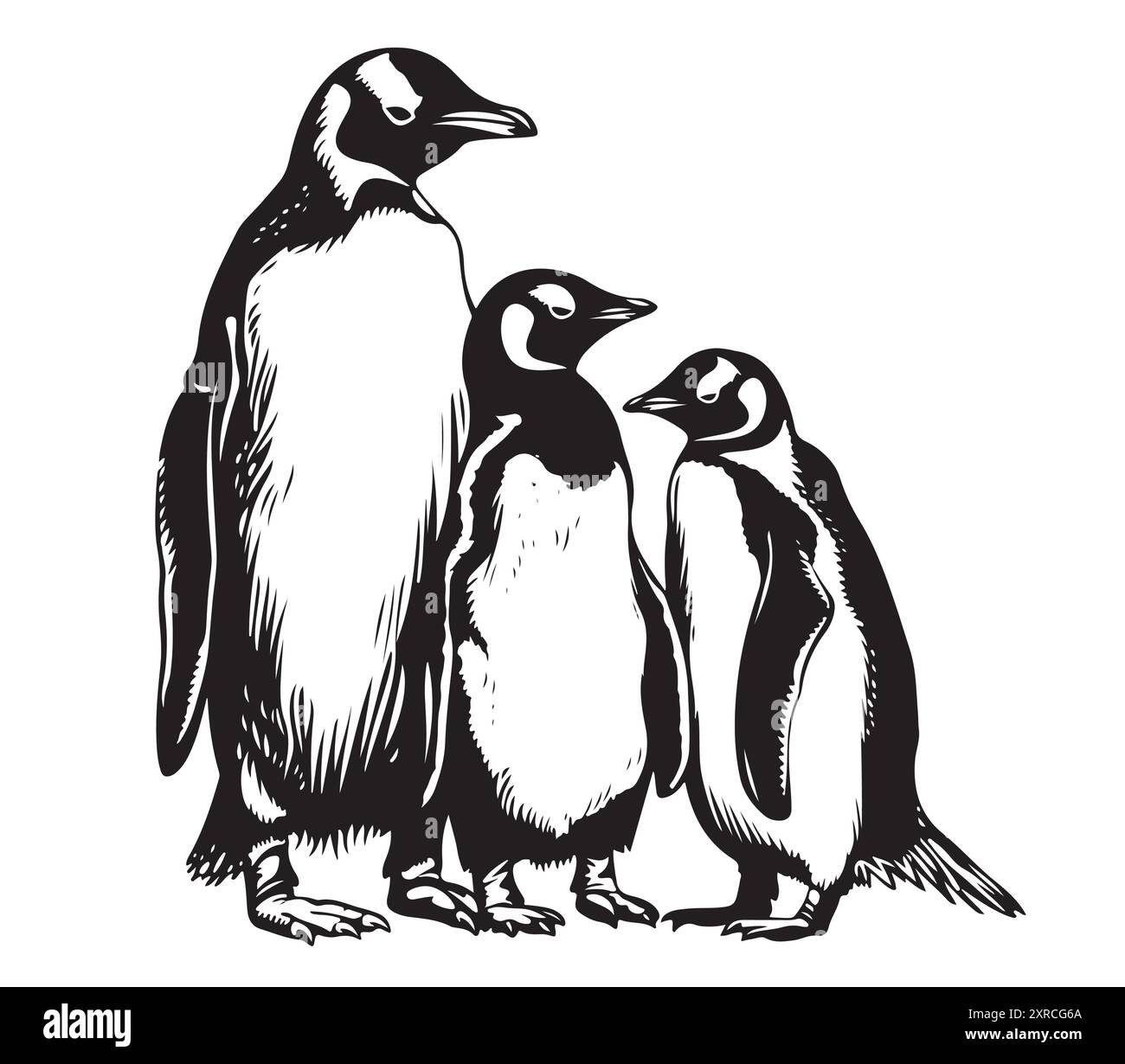 Penguin family sketch hand drawn in engraving style Sea animals Vector ...