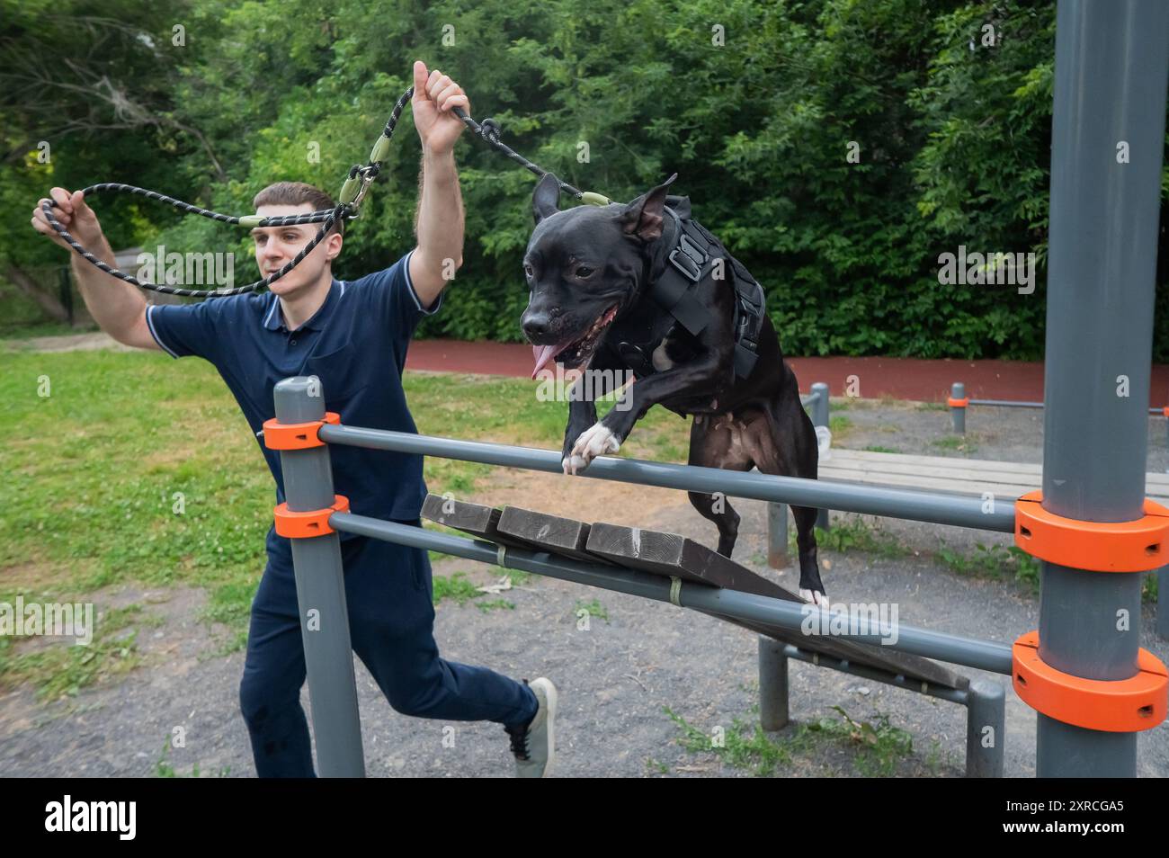 A man teaches a pitbull terrier dog to jump over a barrier outdoors Stock Photo - Alamy
