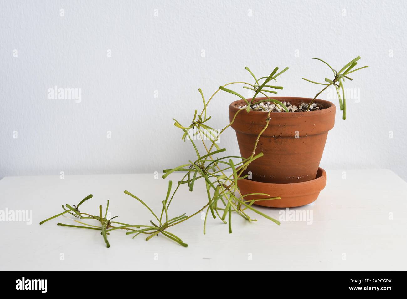 Hoya retusa aka grass-leaved hoya, vining houseplant with long leaves ...