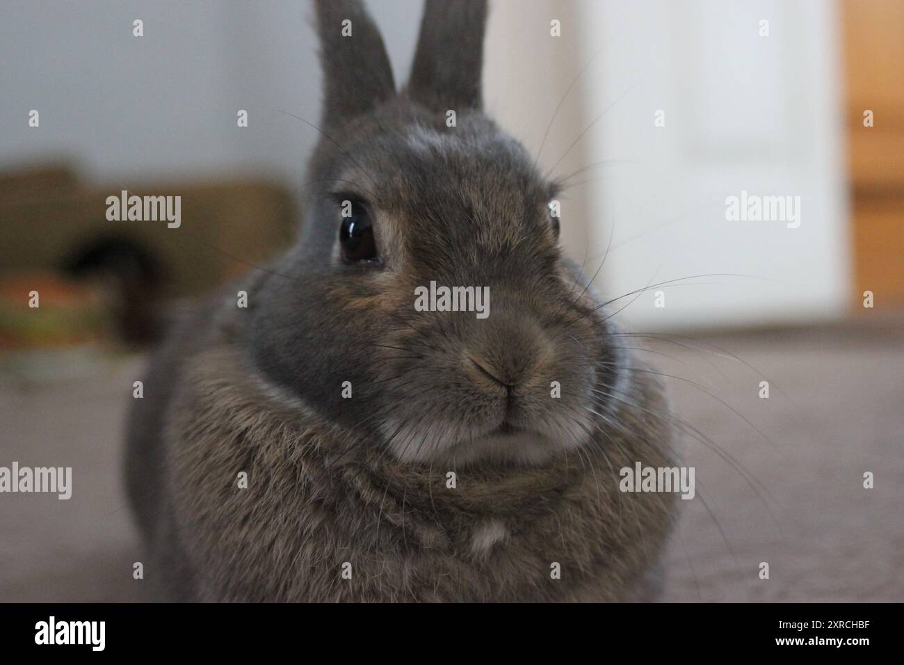 Up close and fluffy: A curious bunny with big, soulful eyes and soft ...