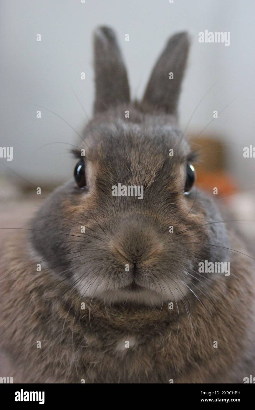 Up close and fluffy: A curious bunny with big, soulful eyes and soft ...
