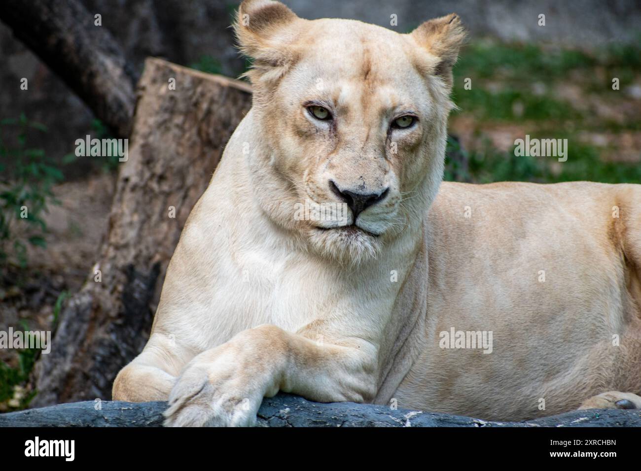 Lioness wildlife photography hi-res stock photography and images - Alamy